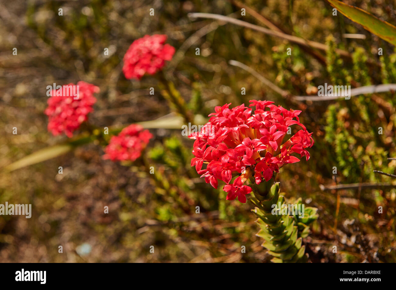 Fynbos flower hi-res stock photography and images - Alamy