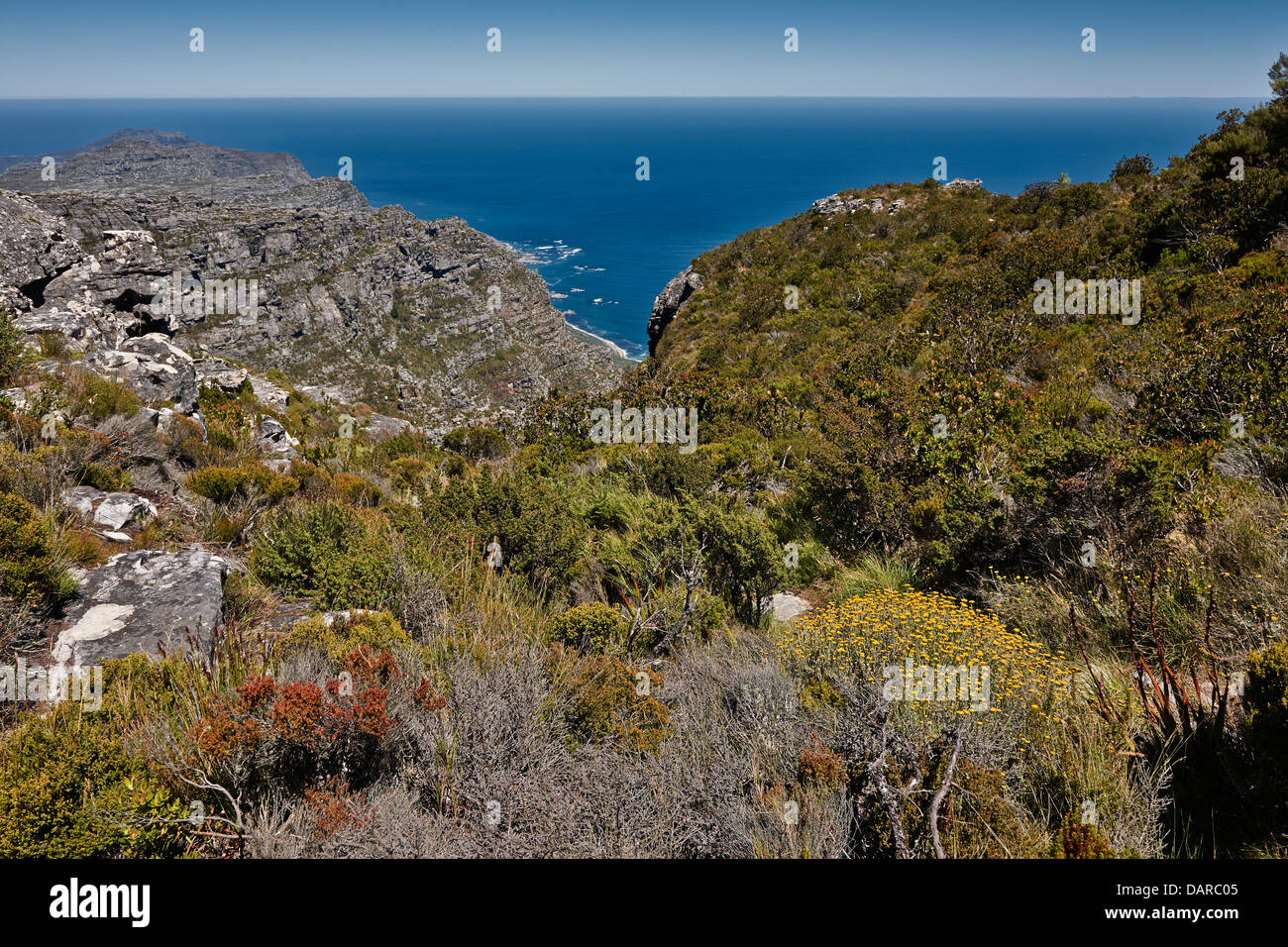 yellow bloom of a Fynbos and ocean behind, Table Mountain National Park ...