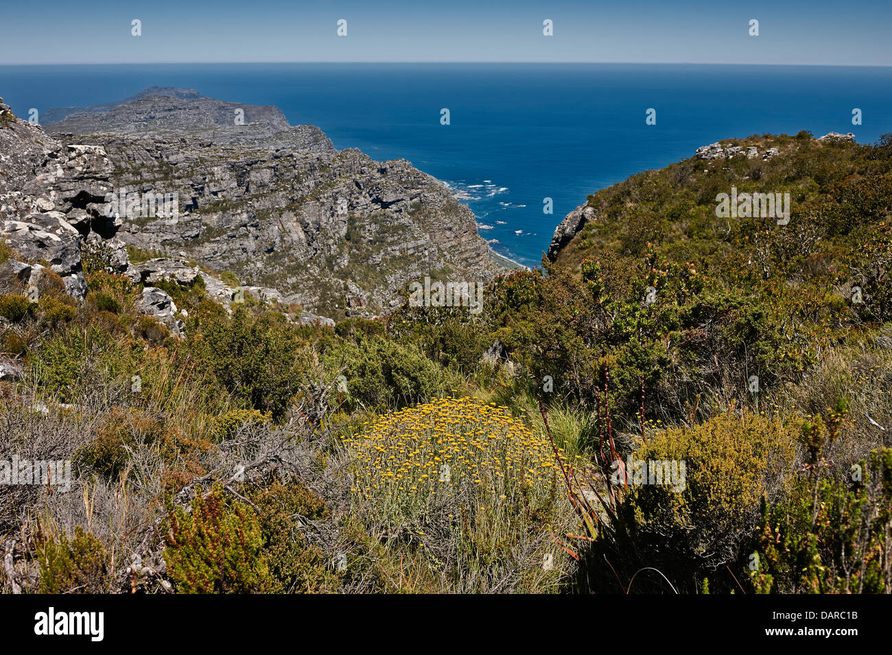 Fynbos flower and table mountain hi-res stock photography and images ...