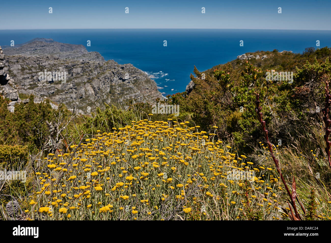 yellow bloom of a Fynbos and ocean behind, Table Mountain National Park ...