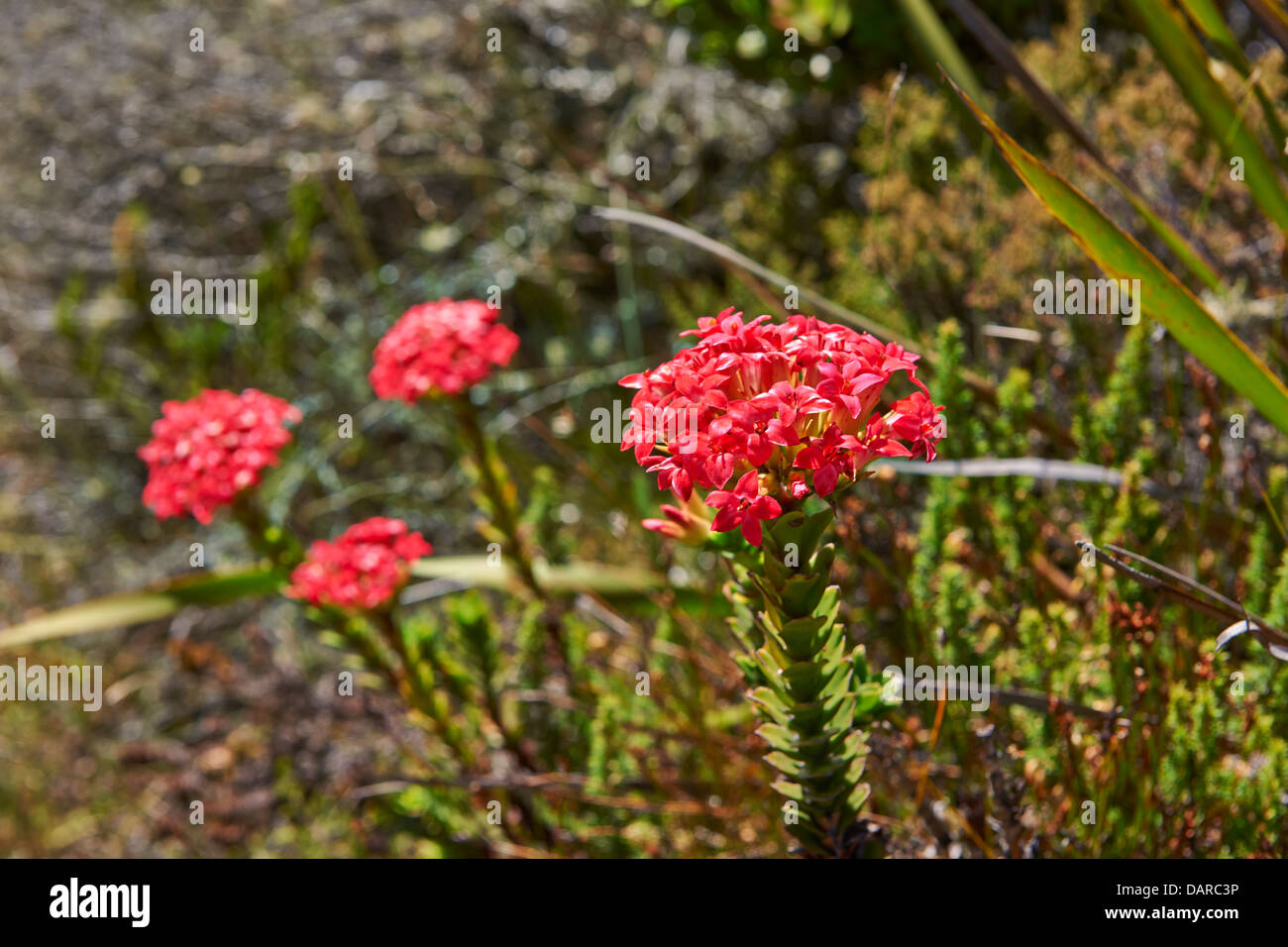 Fynbos flower hi-res stock photography and images - Alamy