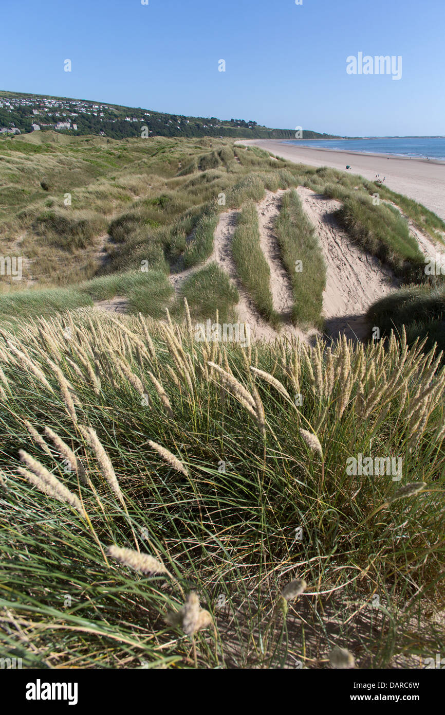 Town of Harlech, Wales. Picturesque view of marram grass in the sand ...
