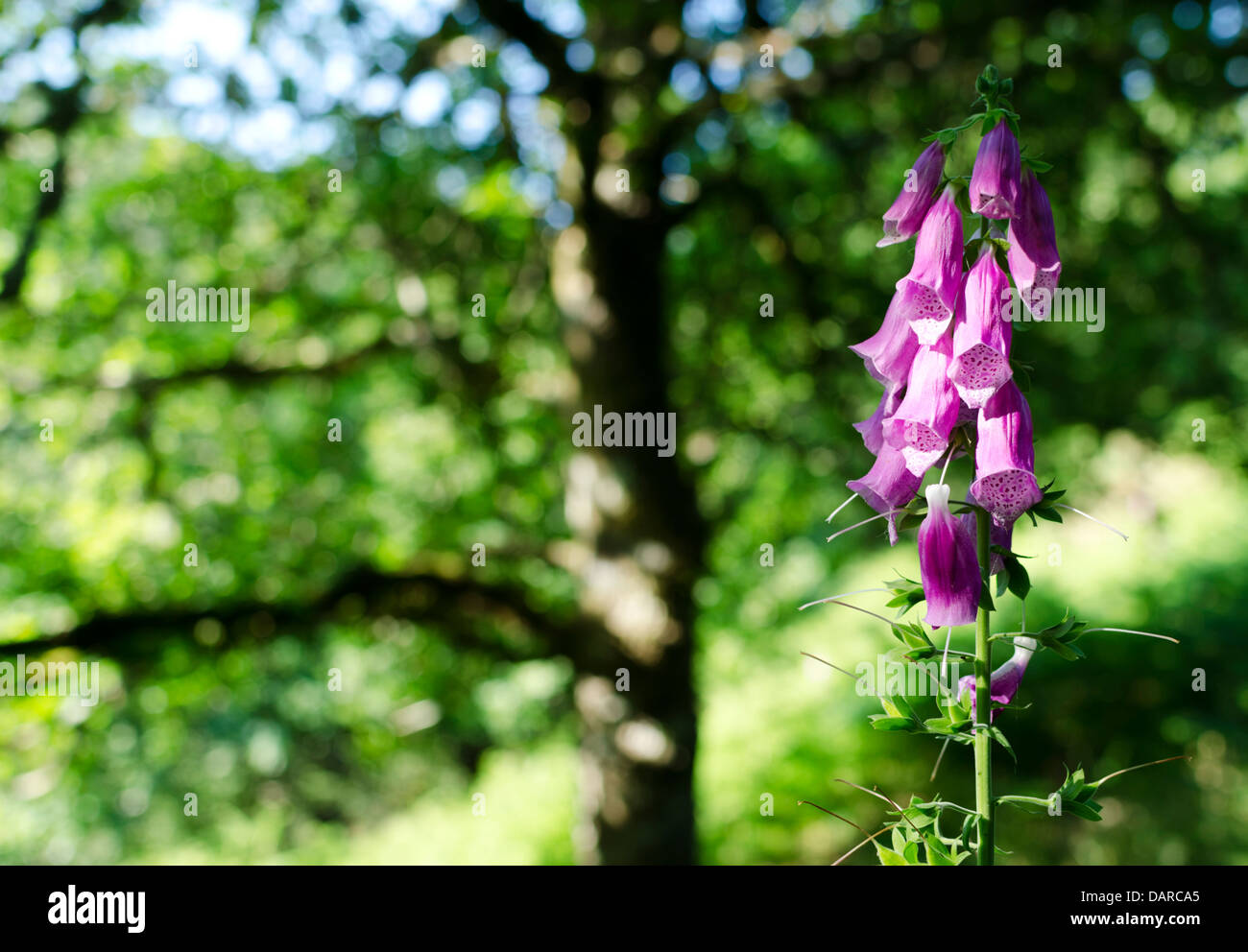 Foxglove tree hi-res stock photography and images - Alamy