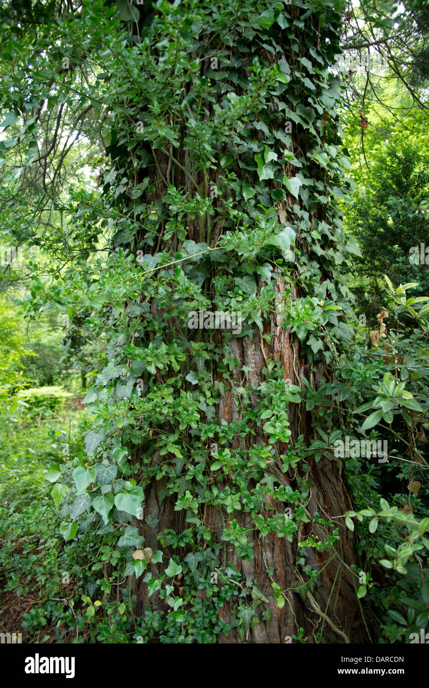 Vine covered tree hi-res stock photography and images - Alamy