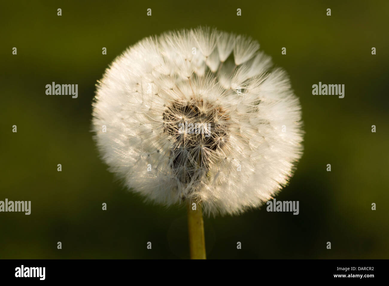 Dandelion clock hi-res stock photography and images - Alamy