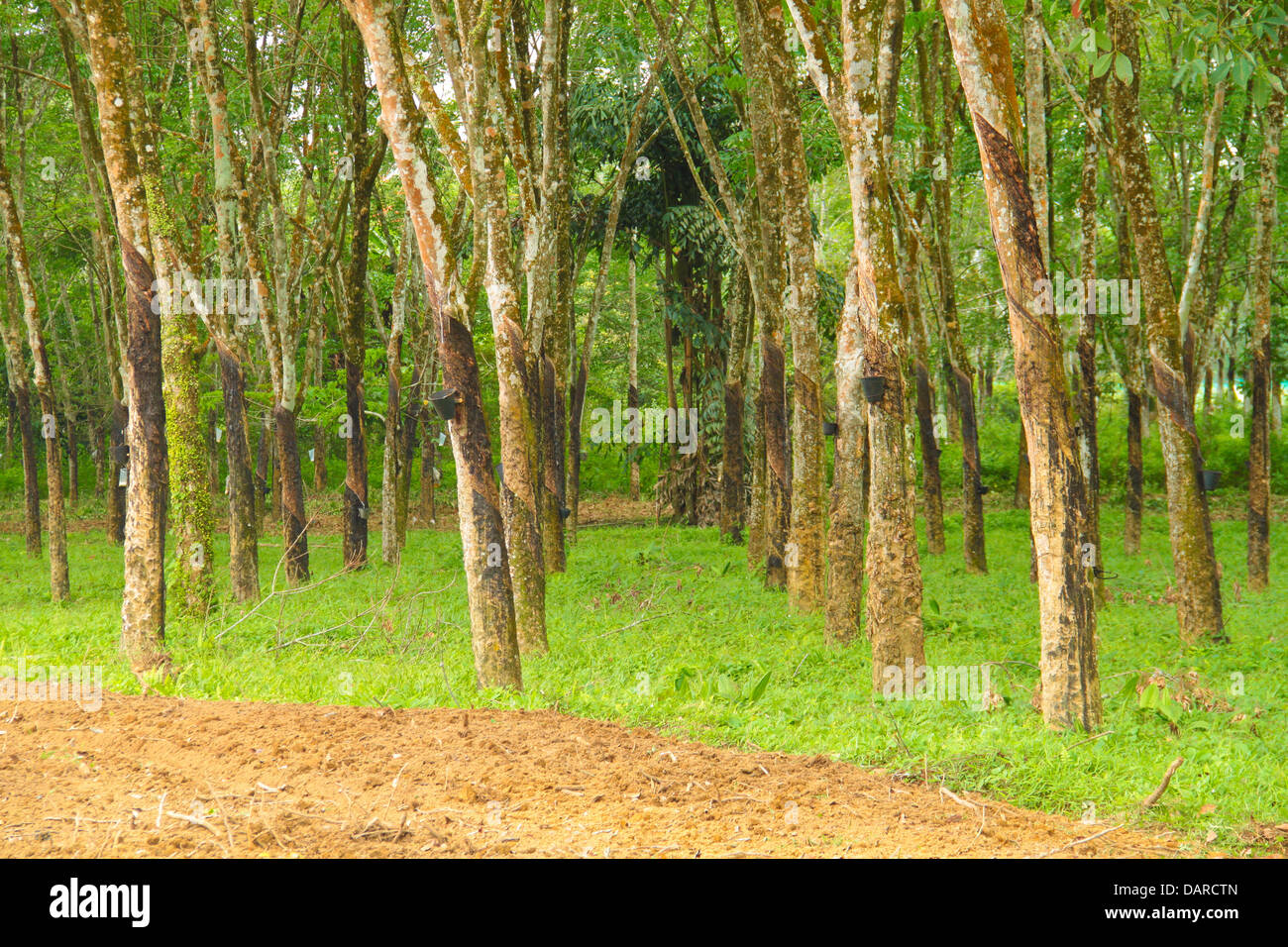 Mature rubber tree hi-res stock photography and images - Alamy