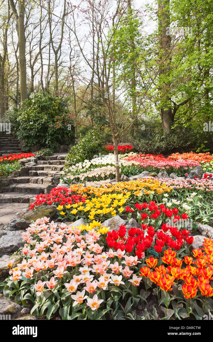 Colourful tulips in stone hi-res stock photography and images - Alamy