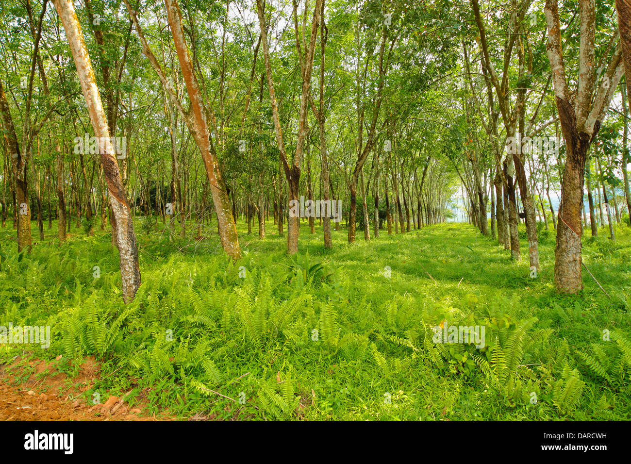 Mature rubber trees estate Stock Photo - Alamy