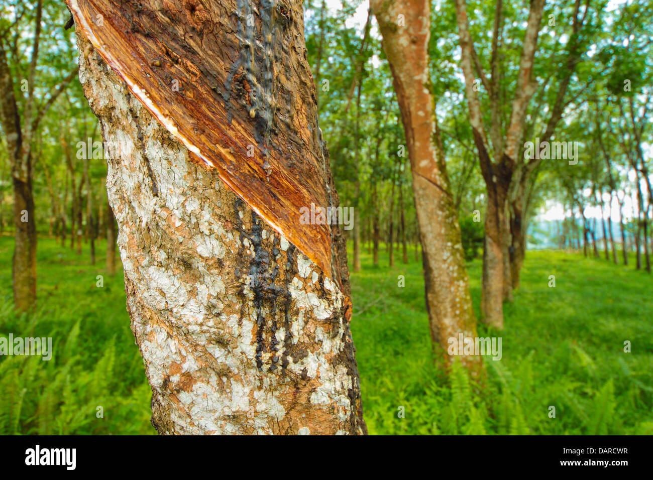 Mature rubber trees estate Stock Photo - Alamy