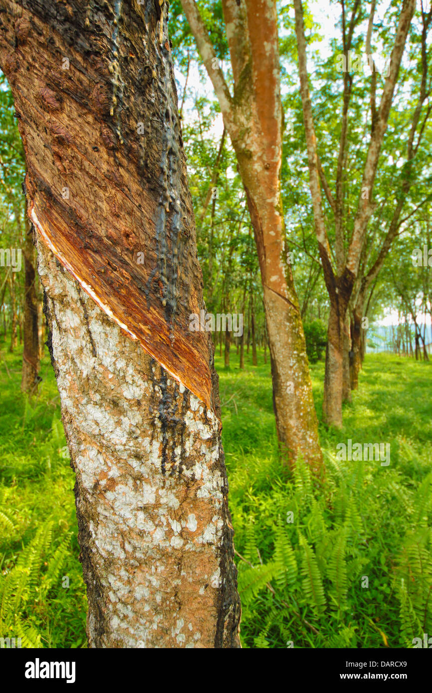 Mature rubber trees estate Stock Photo - Alamy