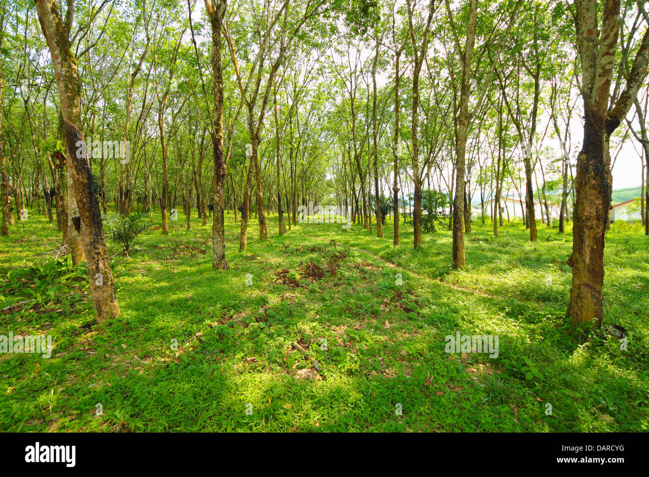 Mature rubber trees estate Stock Photo - Alamy
