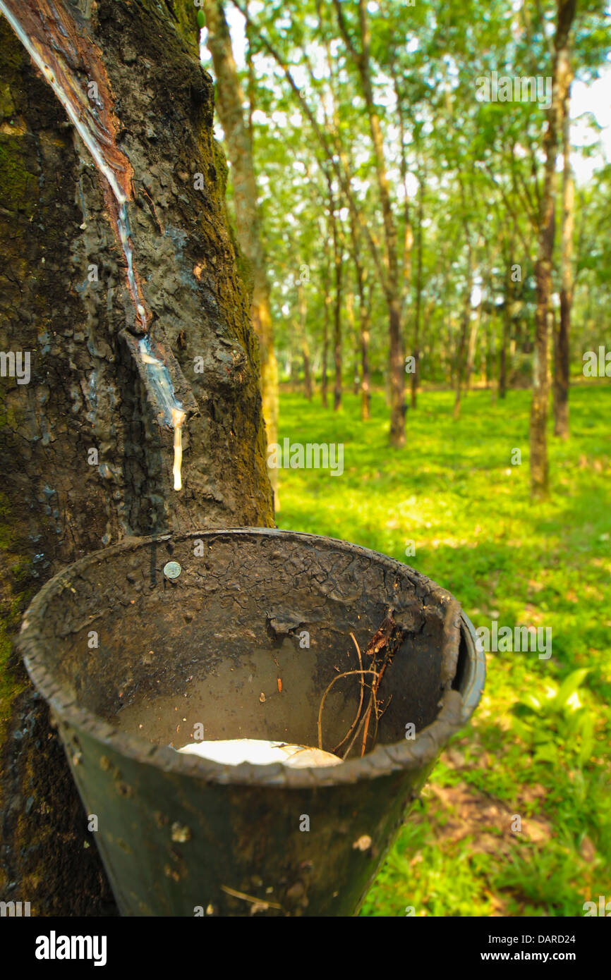 Rubber tapping industry Stock Photo - Alamy