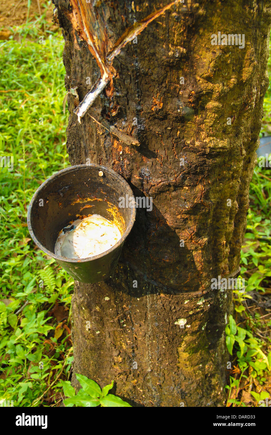 Rubber tapping industry Stock Photo - Alamy