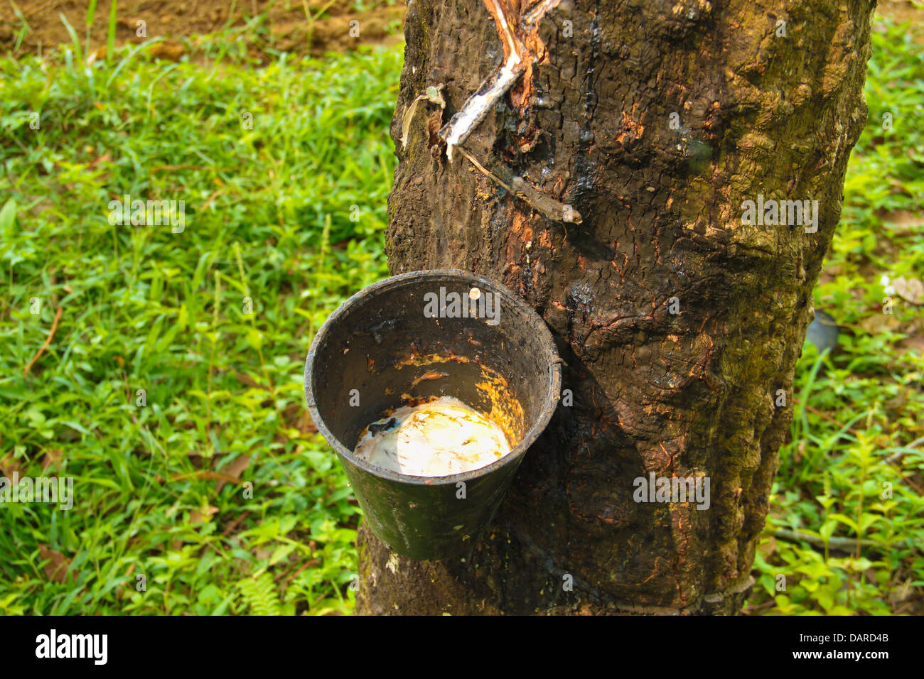 Rubber tapping industry Stock Photo - Alamy