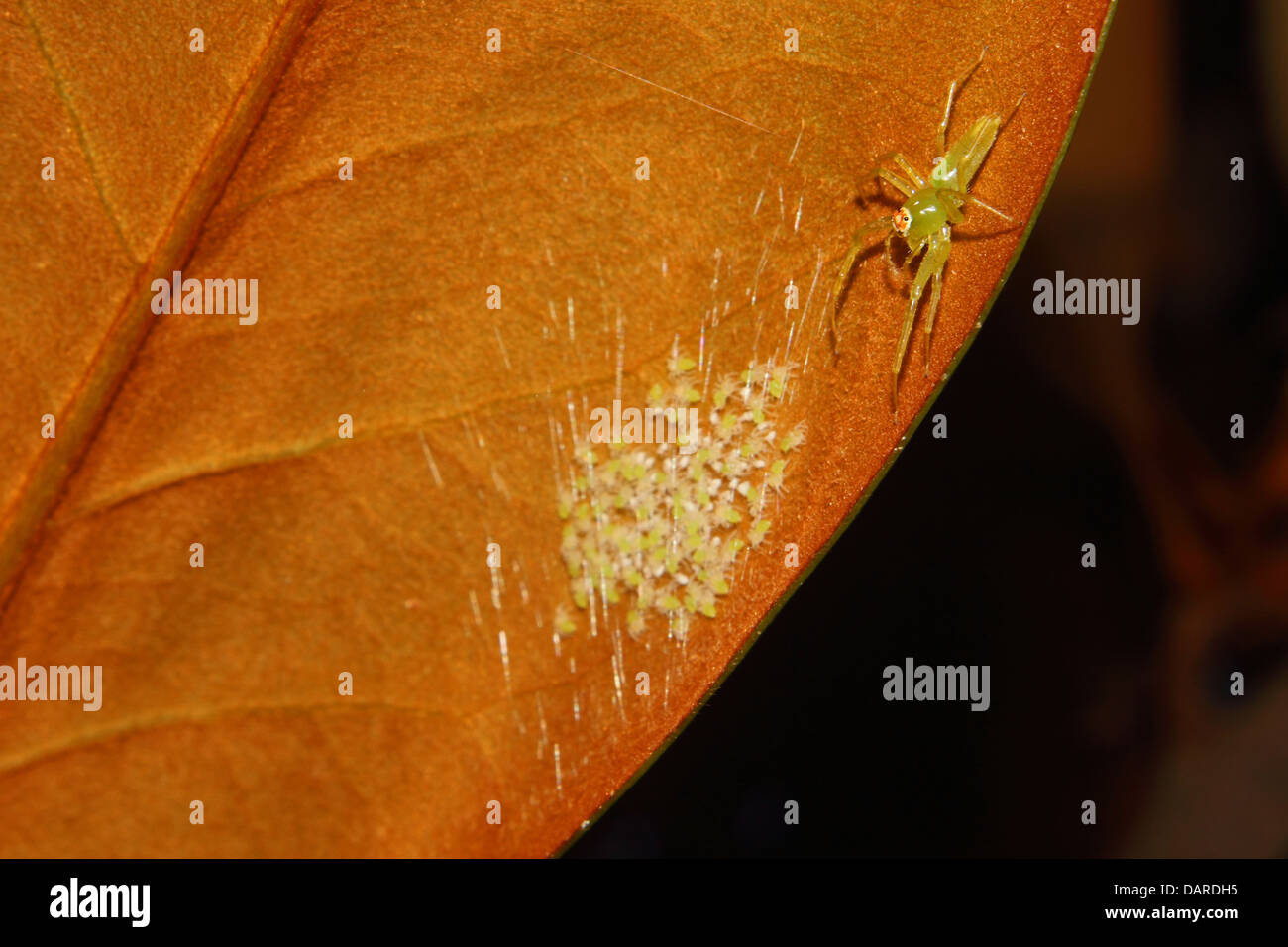Spider hatchlings hi-res stock photography and images - Alamy