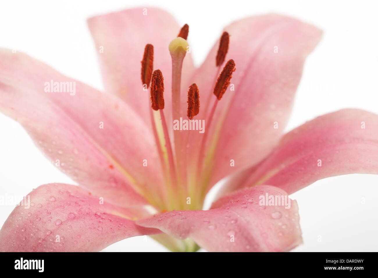 Lily flower over hi-res stock photography and images - Alamy