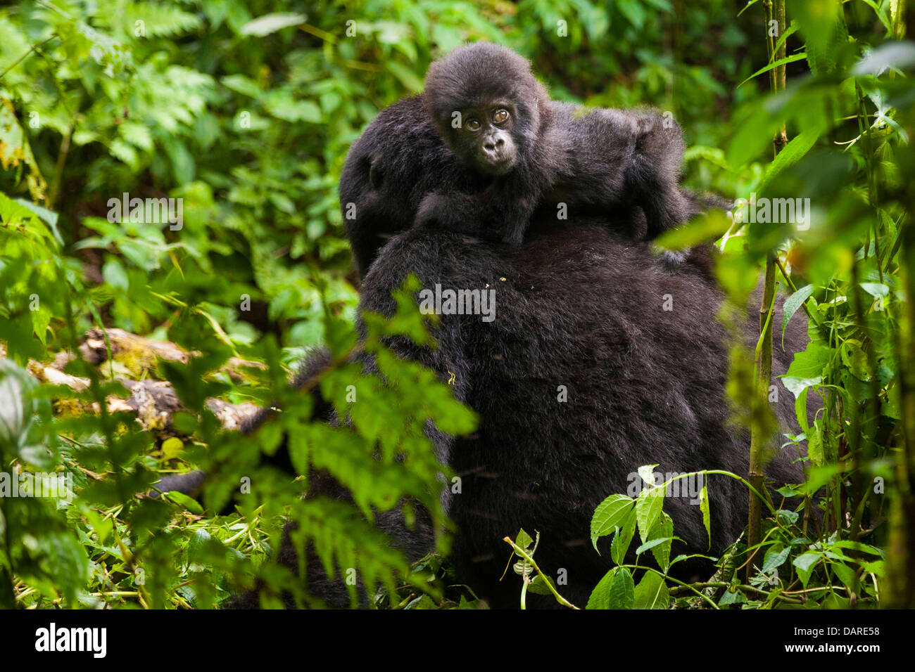 Mountain gorillas, Volcanoes National Park, Rwanda Stock Photo - Alamy