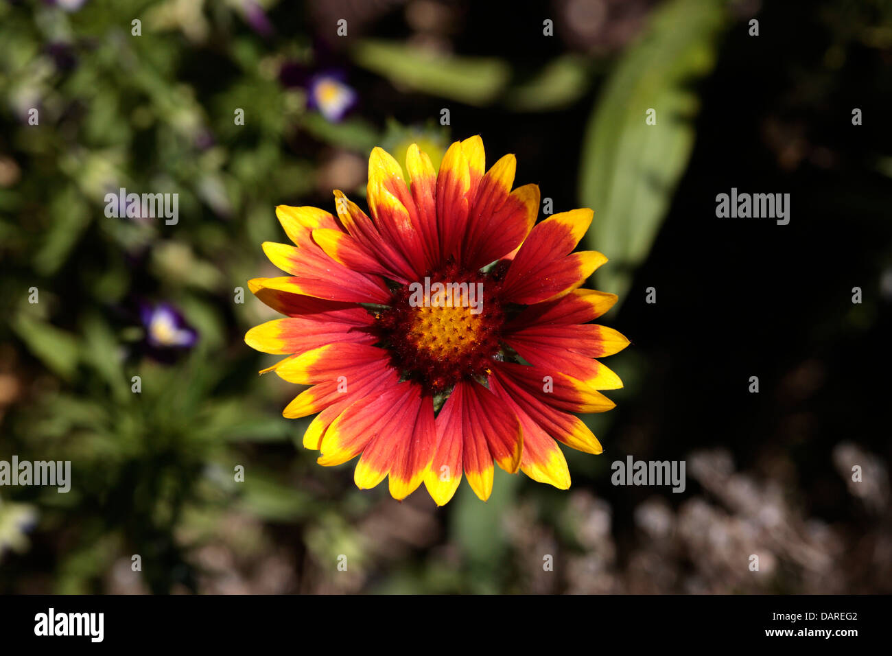 A close up of a red daisy flower Stock Photo - Alamy