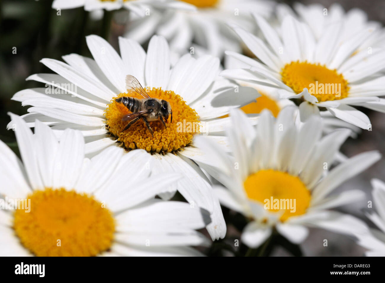 Bee on daisy Stock Photo - Alamy