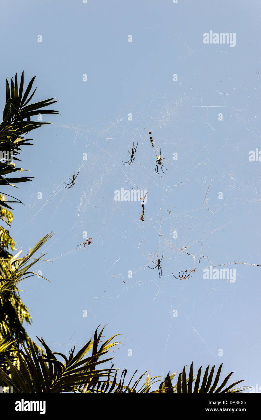 Africa, Tanzania, Zanzibar, Stone Town. Close-up shot of spider web ...