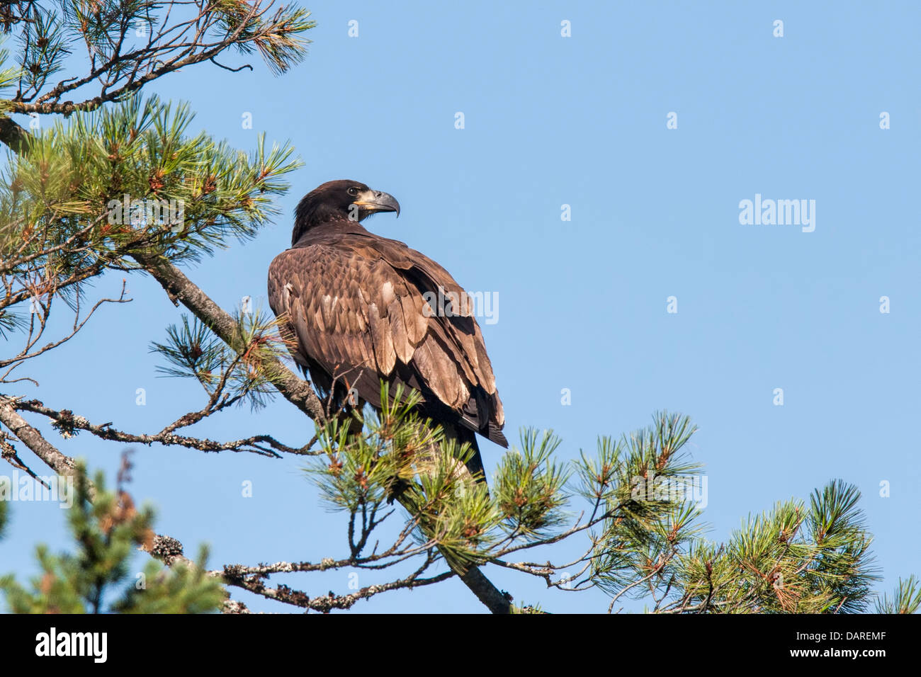 Junior eagle on branch Stock Photo - Alamy