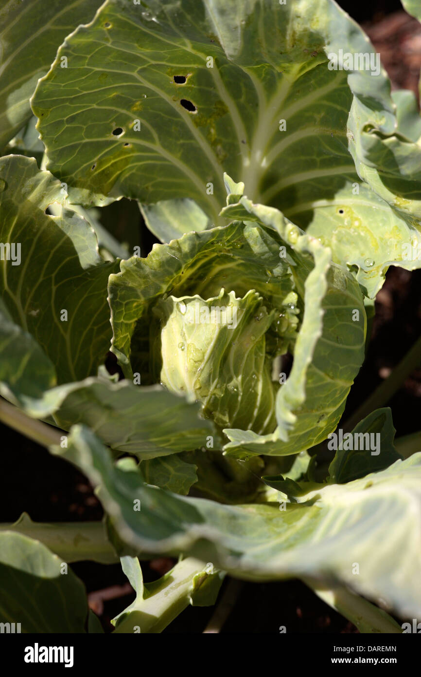 The inside of a cabbage plant with large leaves Stock Photo - Alamy