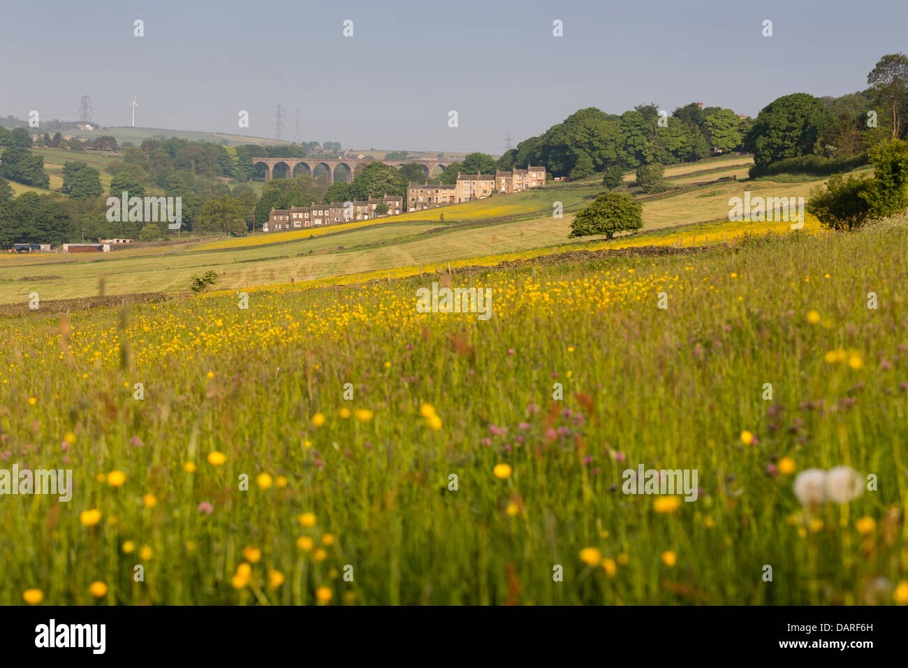 Thornton village near Bradford, fields with buttercups and a solitary ...