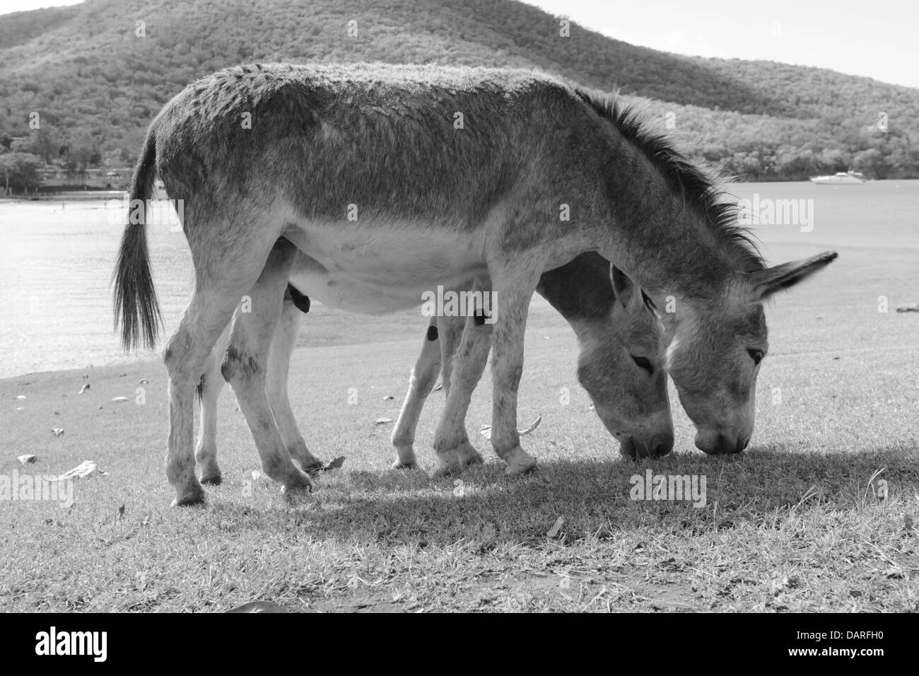 Burro or donkey equus africanus asinus Black and White Stock Photos ...