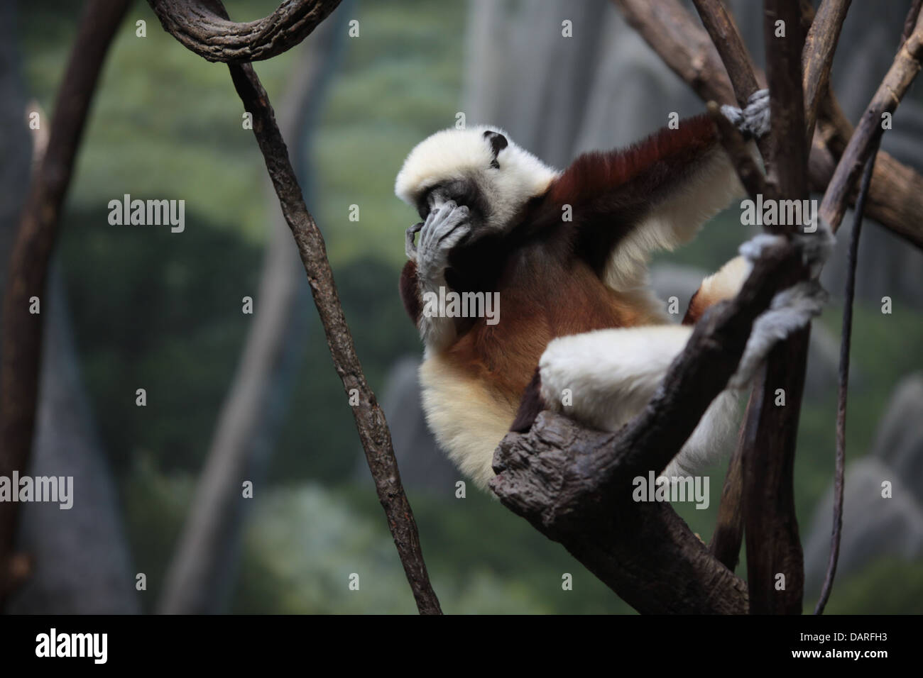 Coquerel's sifaka (Propithecus verreauxi coquereli), a lemur from ...