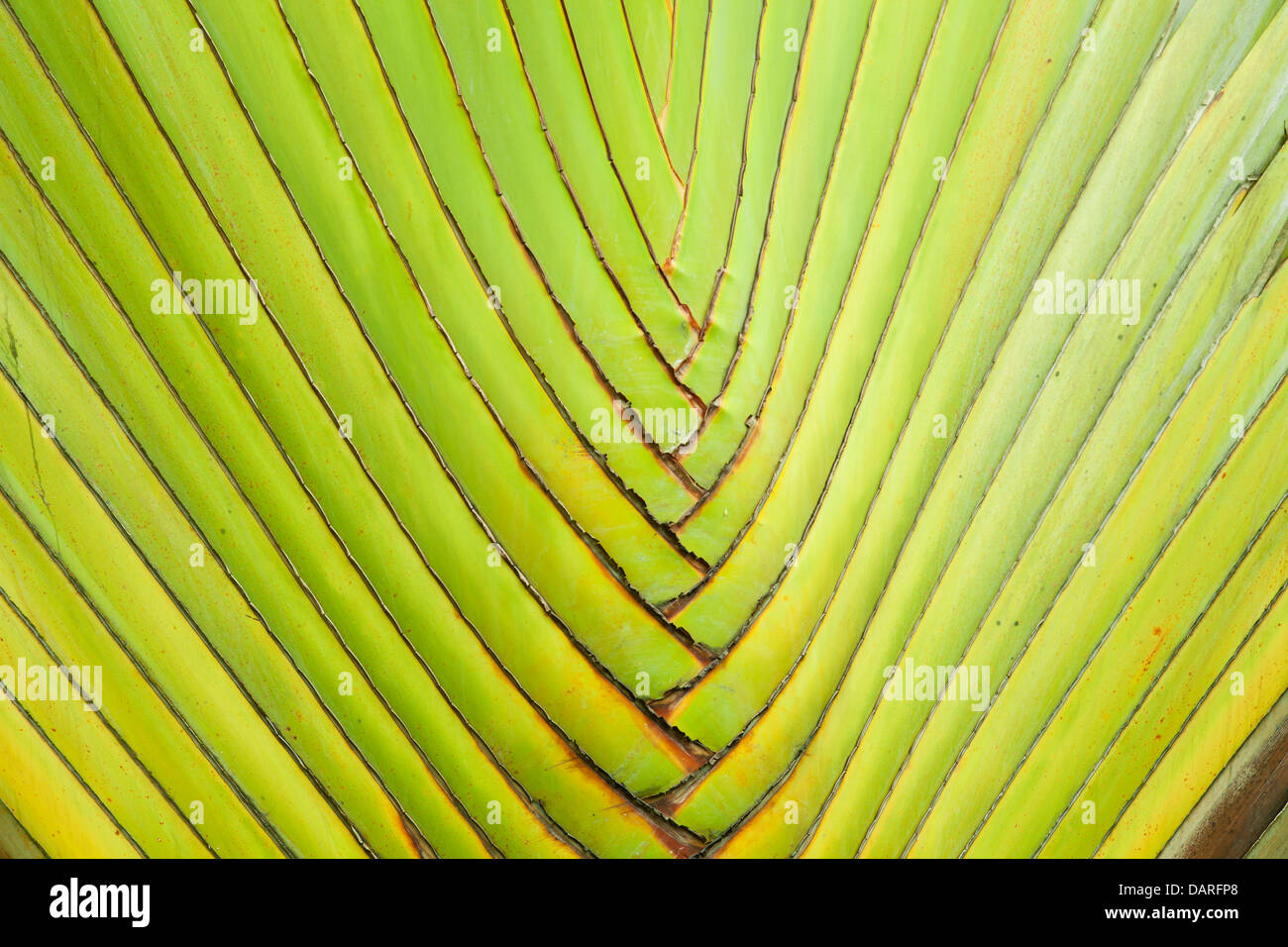 Banana tree texture hi-res stock photography and images - Alamy
