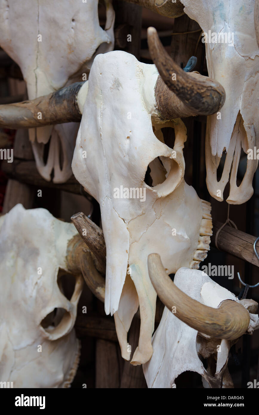 Bull skull no horn hi-res stock photography and images - Alamy