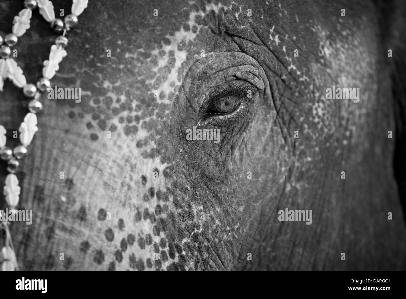 Elephant headdress hi-res stock photography and images - Alamy