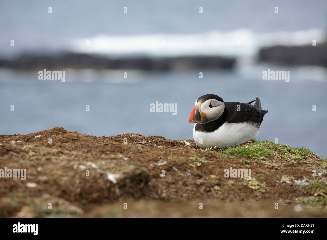 Puffin sitting down on a cliff top Stock Photo - Alamy