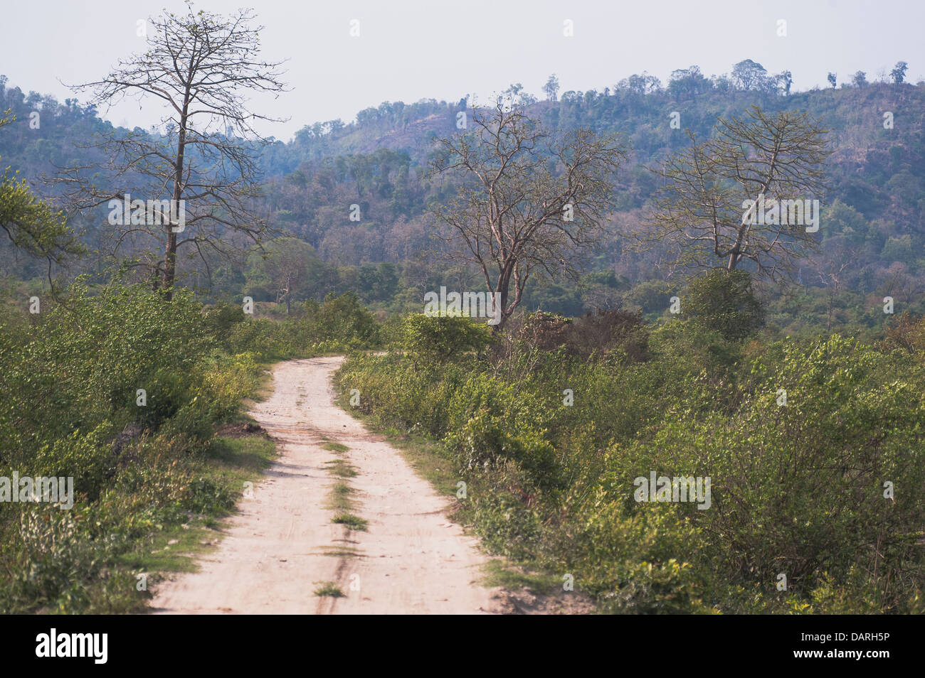 Winding path kaziranga national park hi-res stock photography and ...