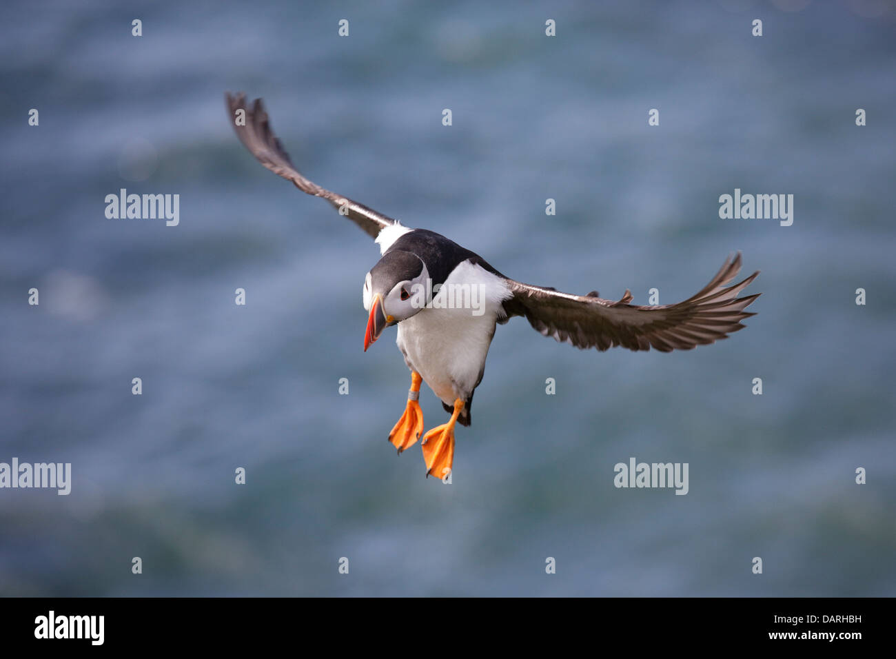 Puffin flying water Stock Photo - Alamy