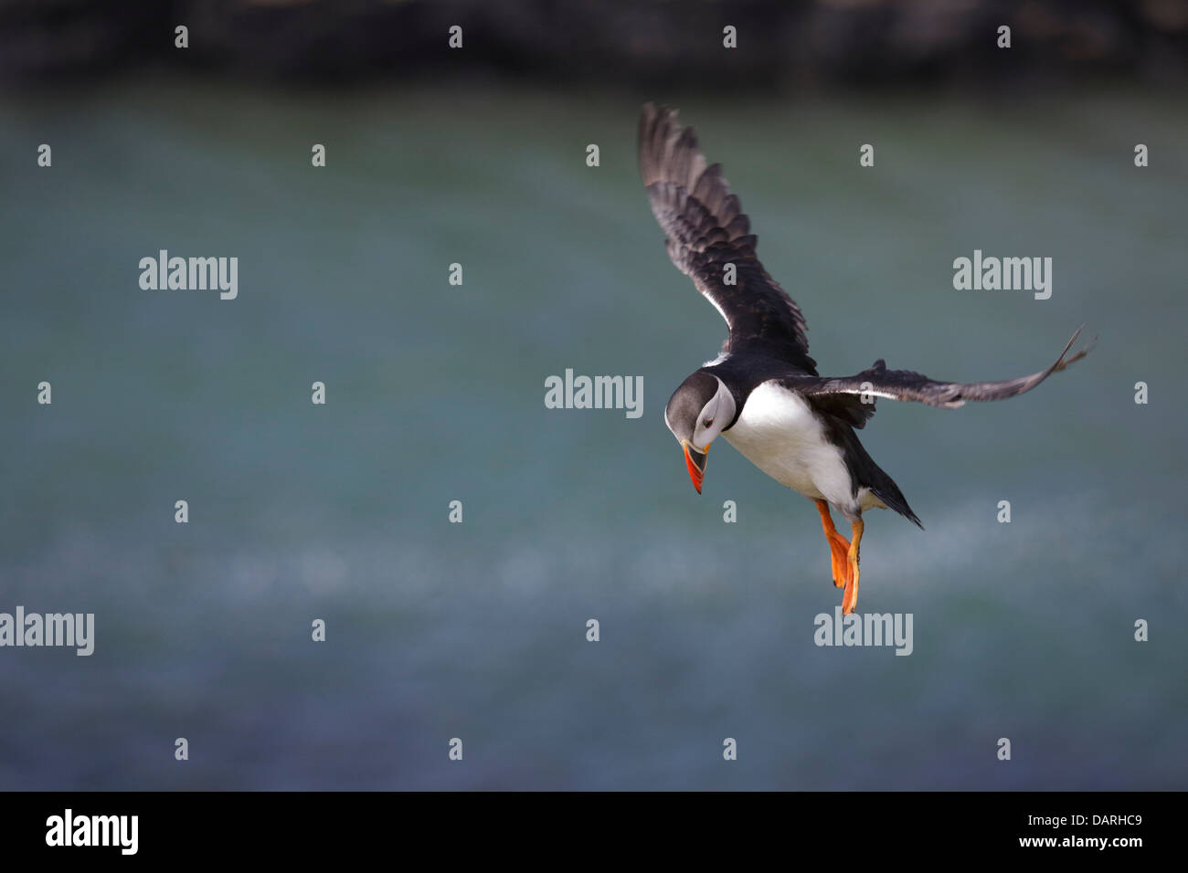Puffin flying water Stock Photo - Alamy