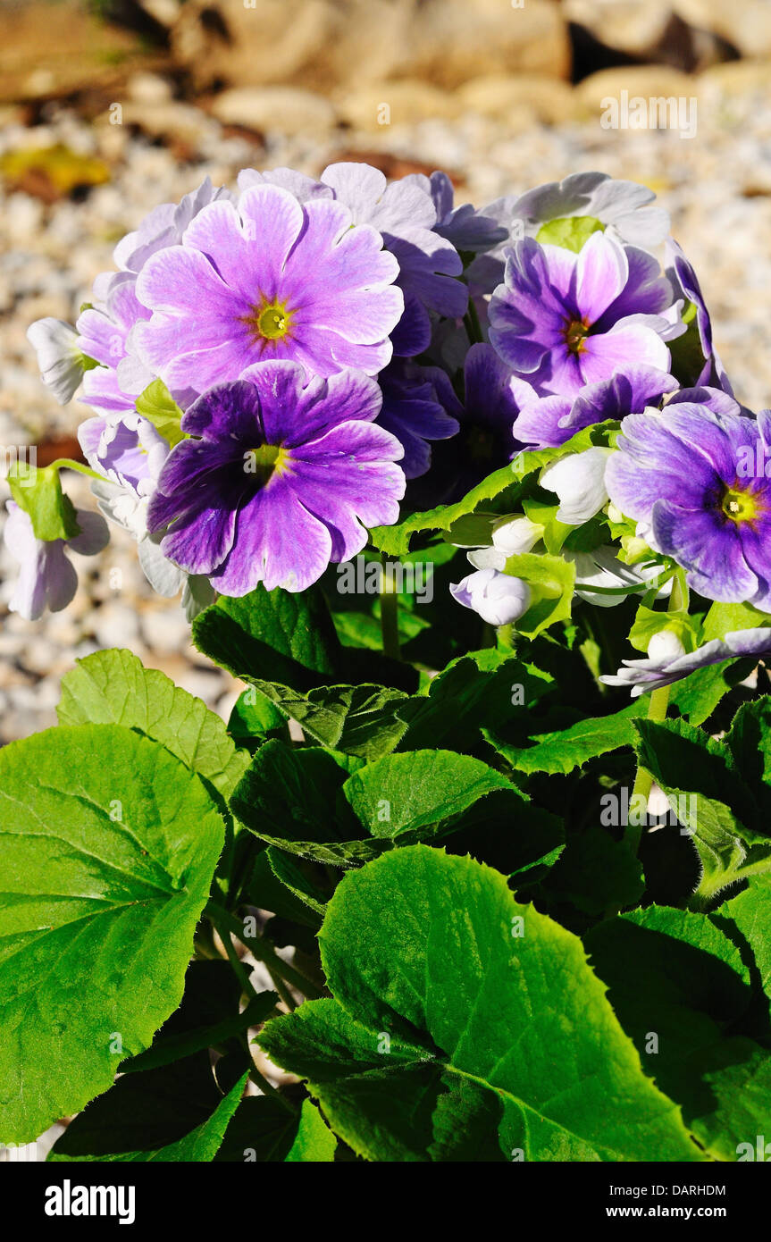 Lilac coloured Primula with gravel to the rear Stock Photo - Alamy