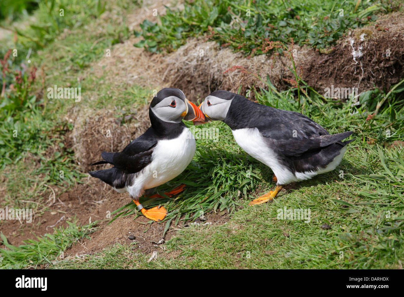 Puffins outside their burrow Stock Photo - Alamy