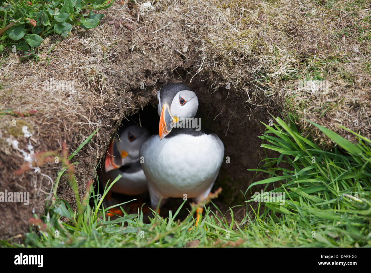 Puffins in their burrow Stock Photo - Alamy