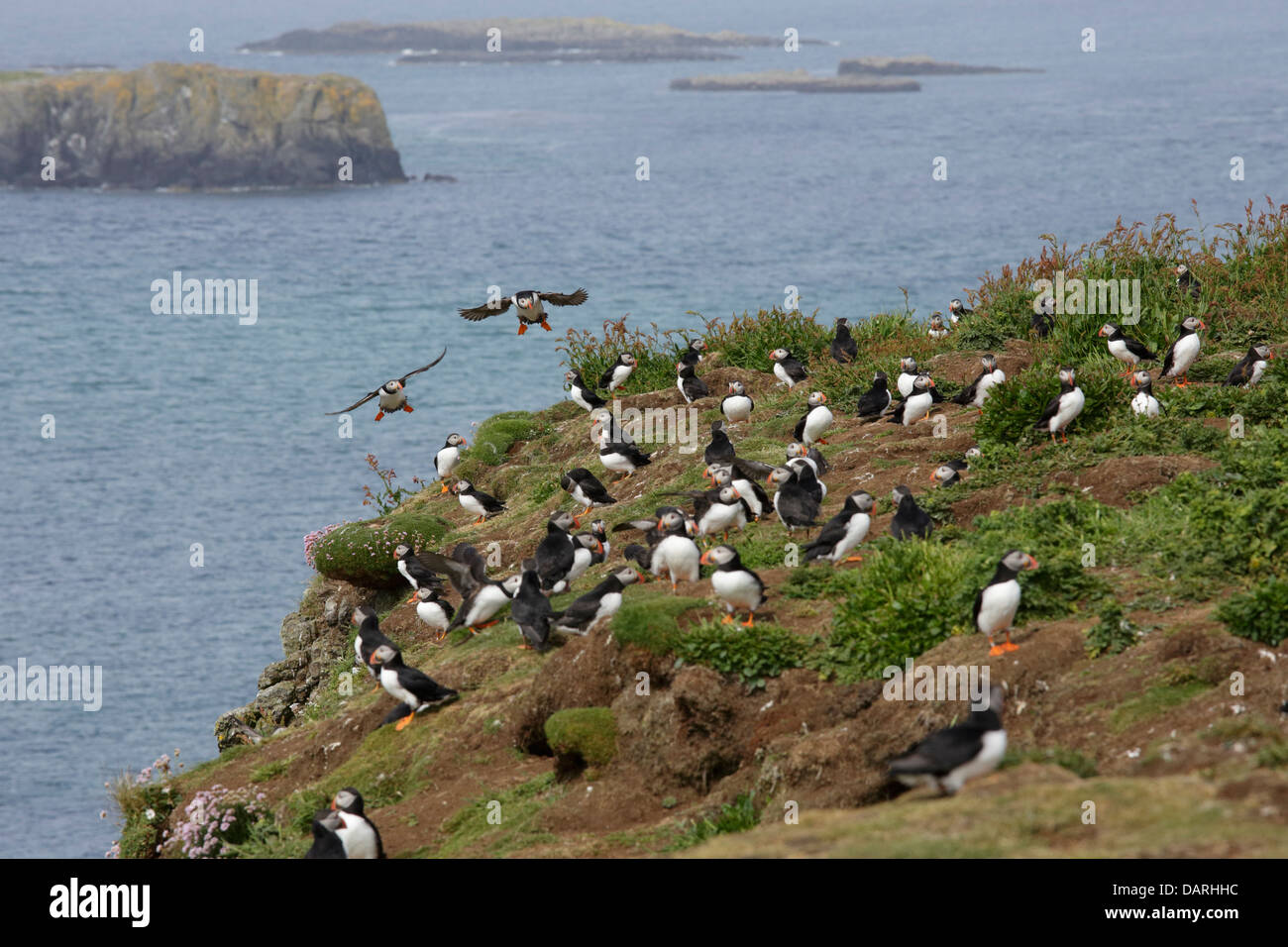 Atlantic puffins on a cliff hi-res stock photography and images - Alamy