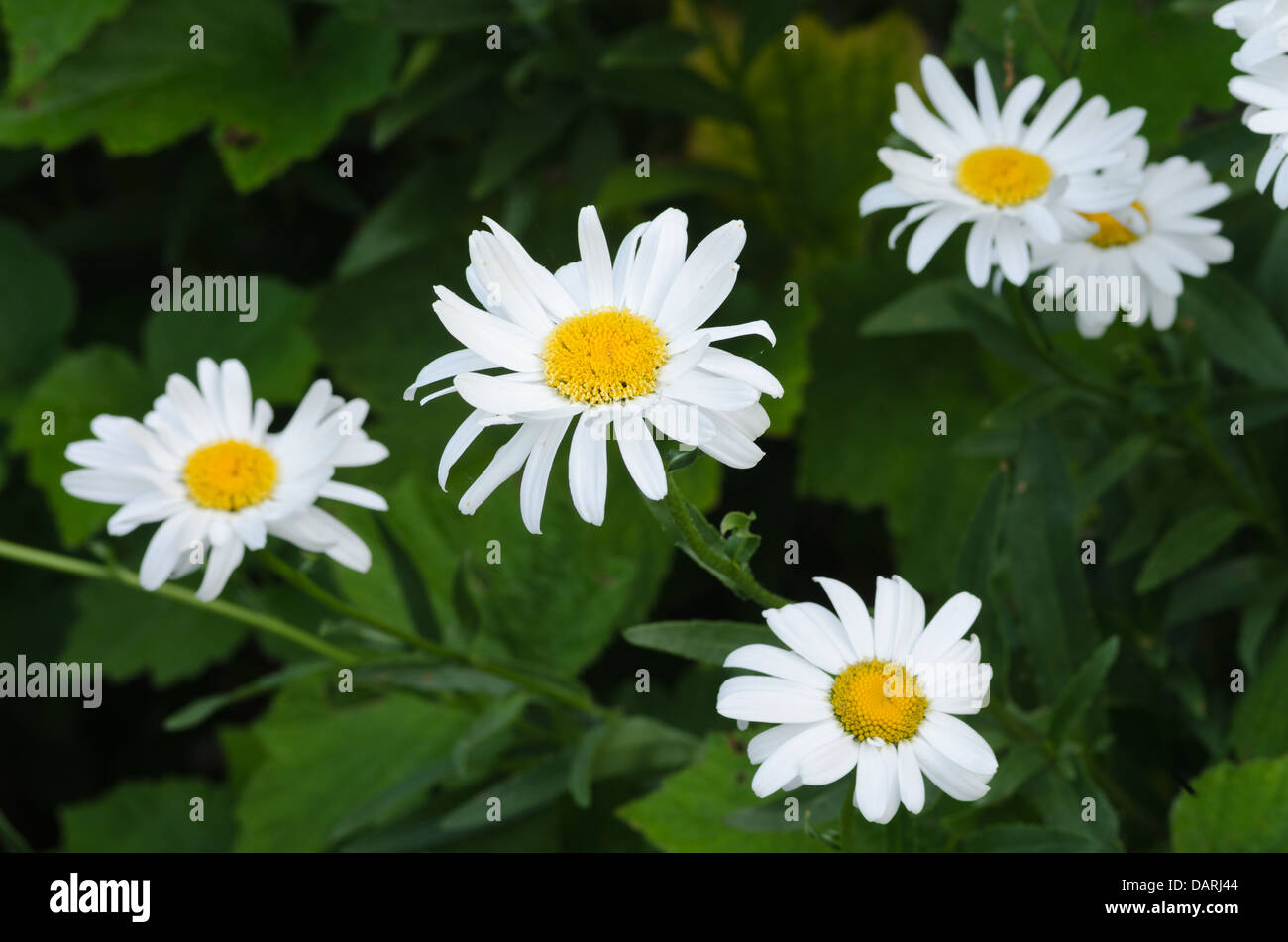 Fibonacci daisy hi-res stock photography and images - Alamy