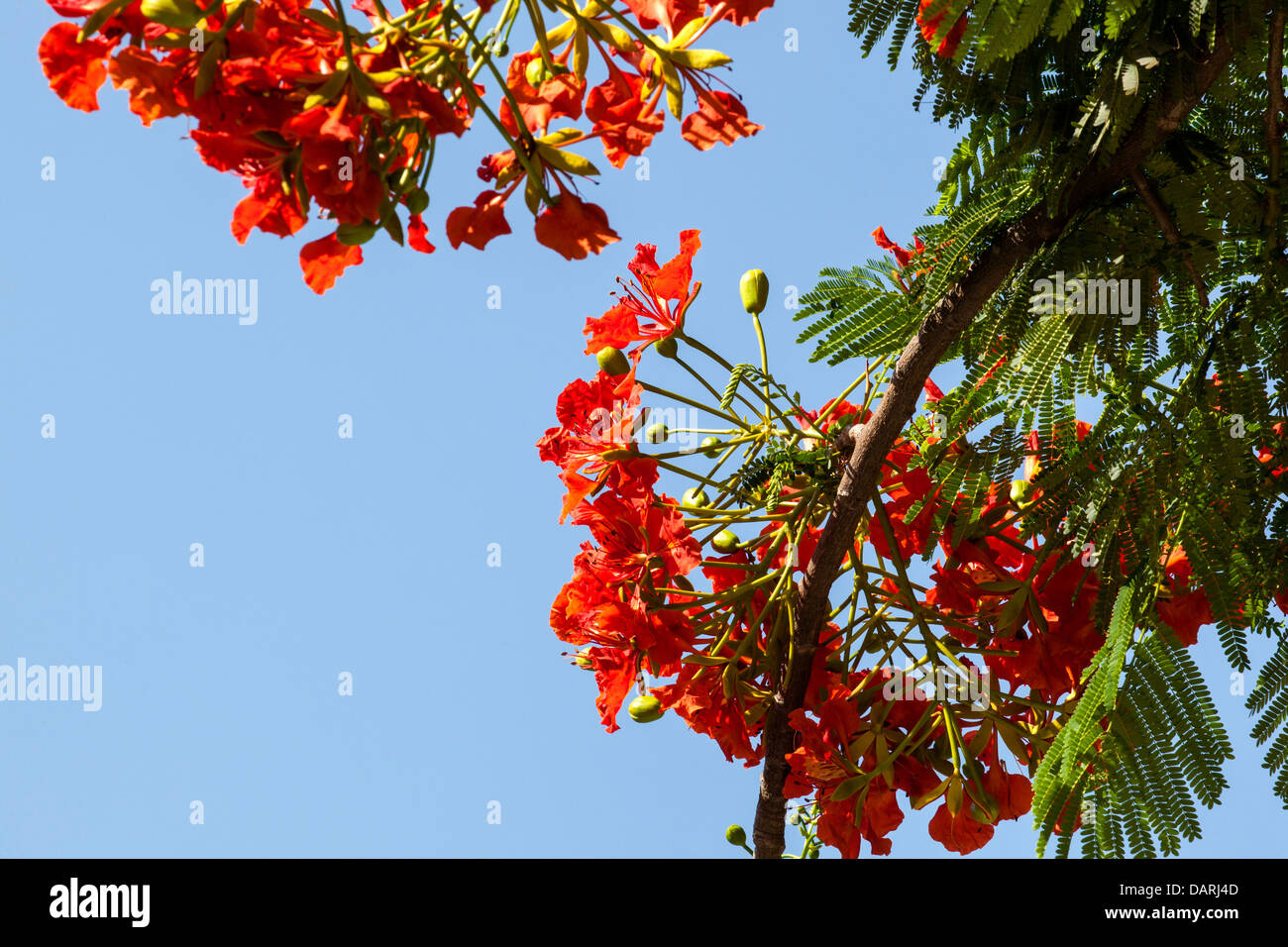 Africa, Tanzania, Zanzibar, Stone Town. Close-up of red flowers on ...