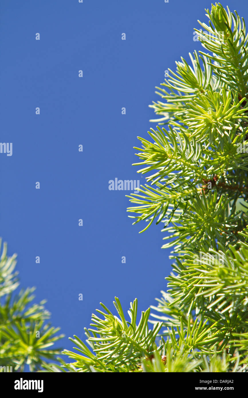 Botany bough branches branch close up closeup close up conifers hi-res ...