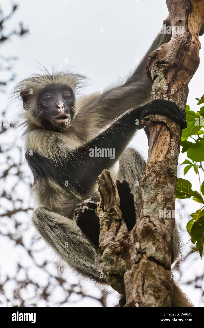 Jozani forest in zanzibar island hi-res stock photography and images ...