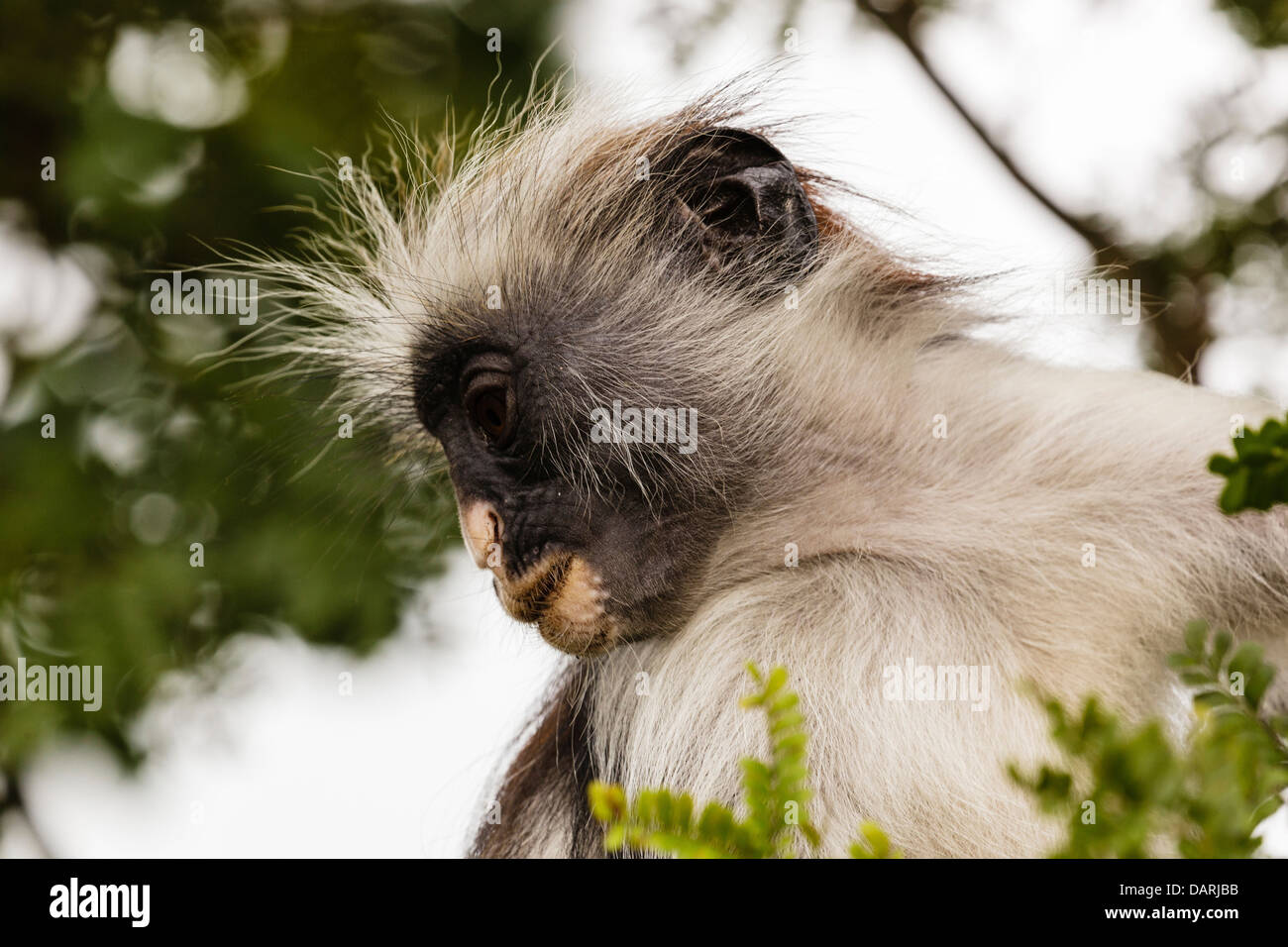 Jozani forest in zanzibar island hi-res stock photography and images ...