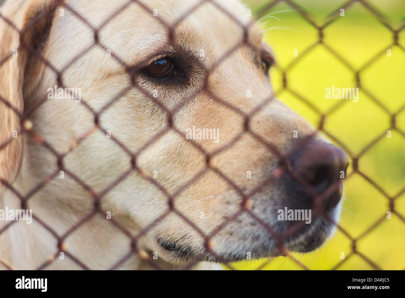 Yellow Labrador Retriever Behind Fence Stock Photo - Alamy