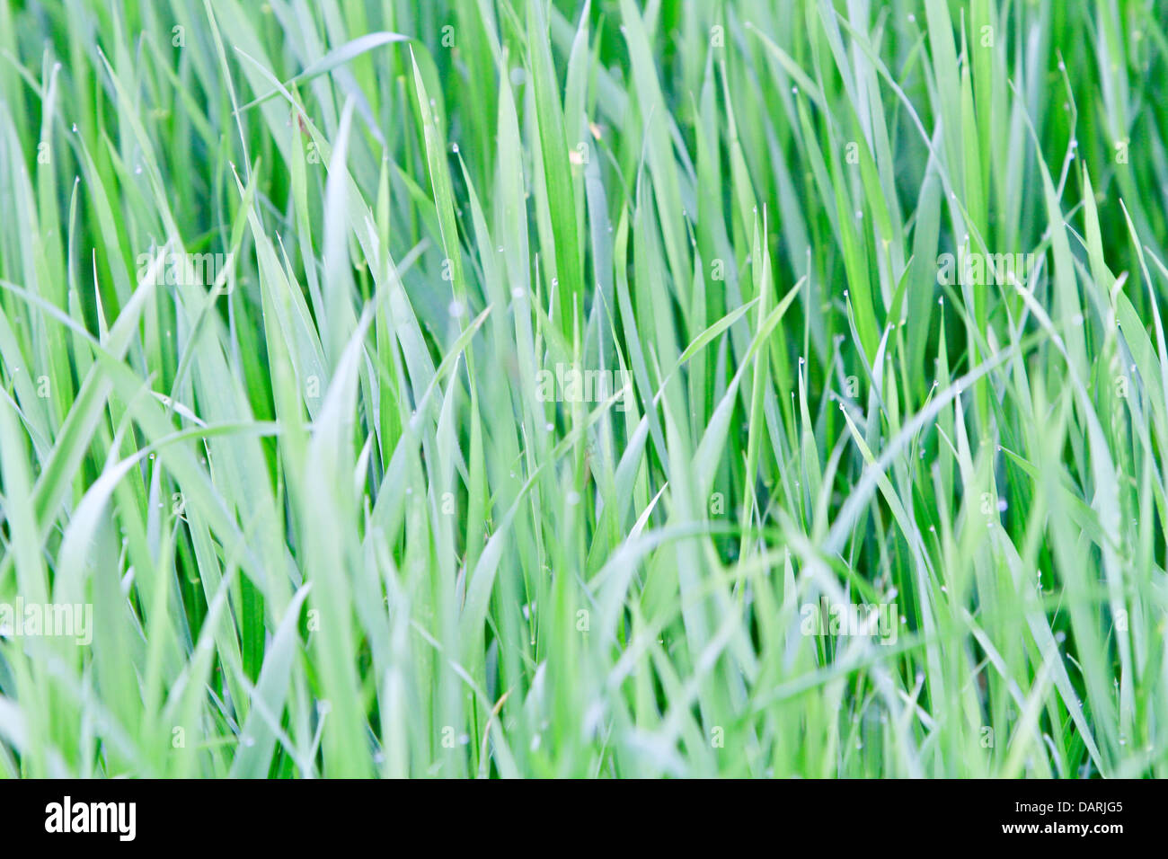 High grass field hi-res stock photography and images - Alamy