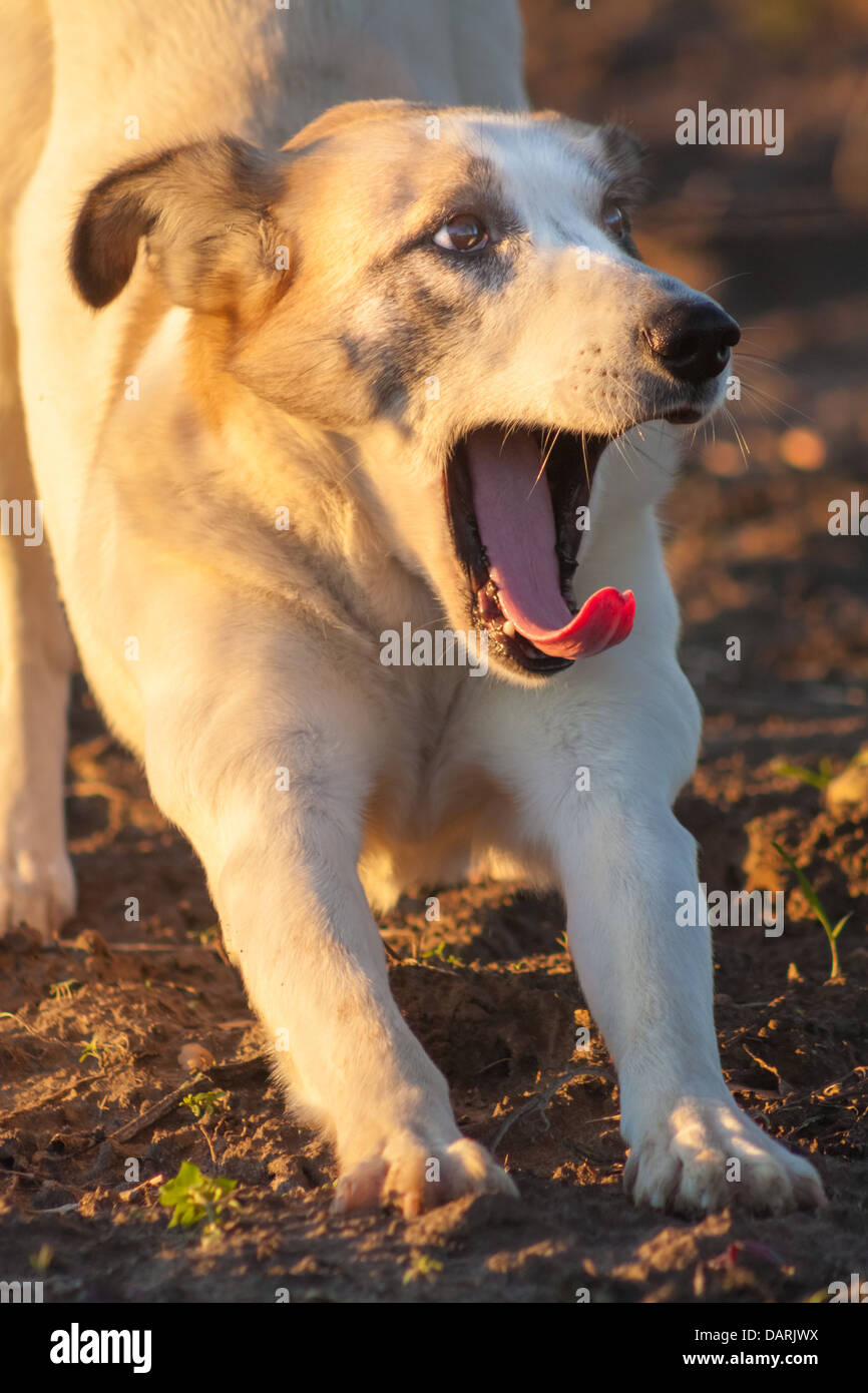 Yawning dog in outdoor Stock Photo - Alamy