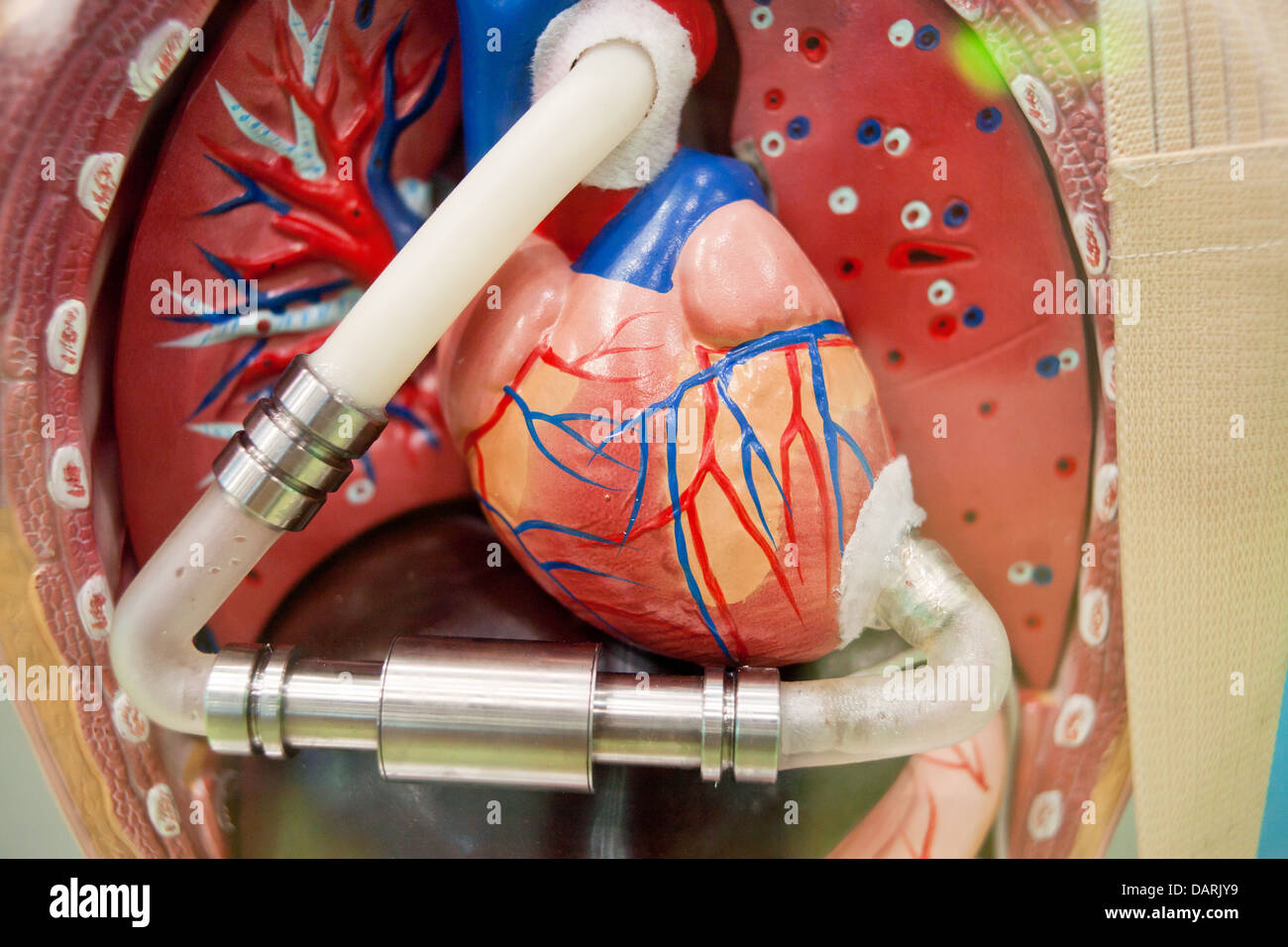 Heart anatomy and blood vessels hi-res stock photography and images - Alamy