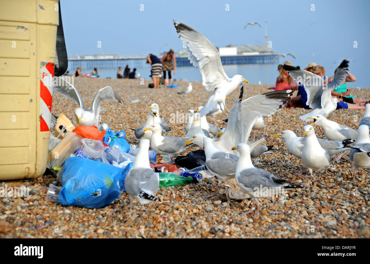 Herring Gulls or seagulls feasting on rubbish by communal bins on ...
